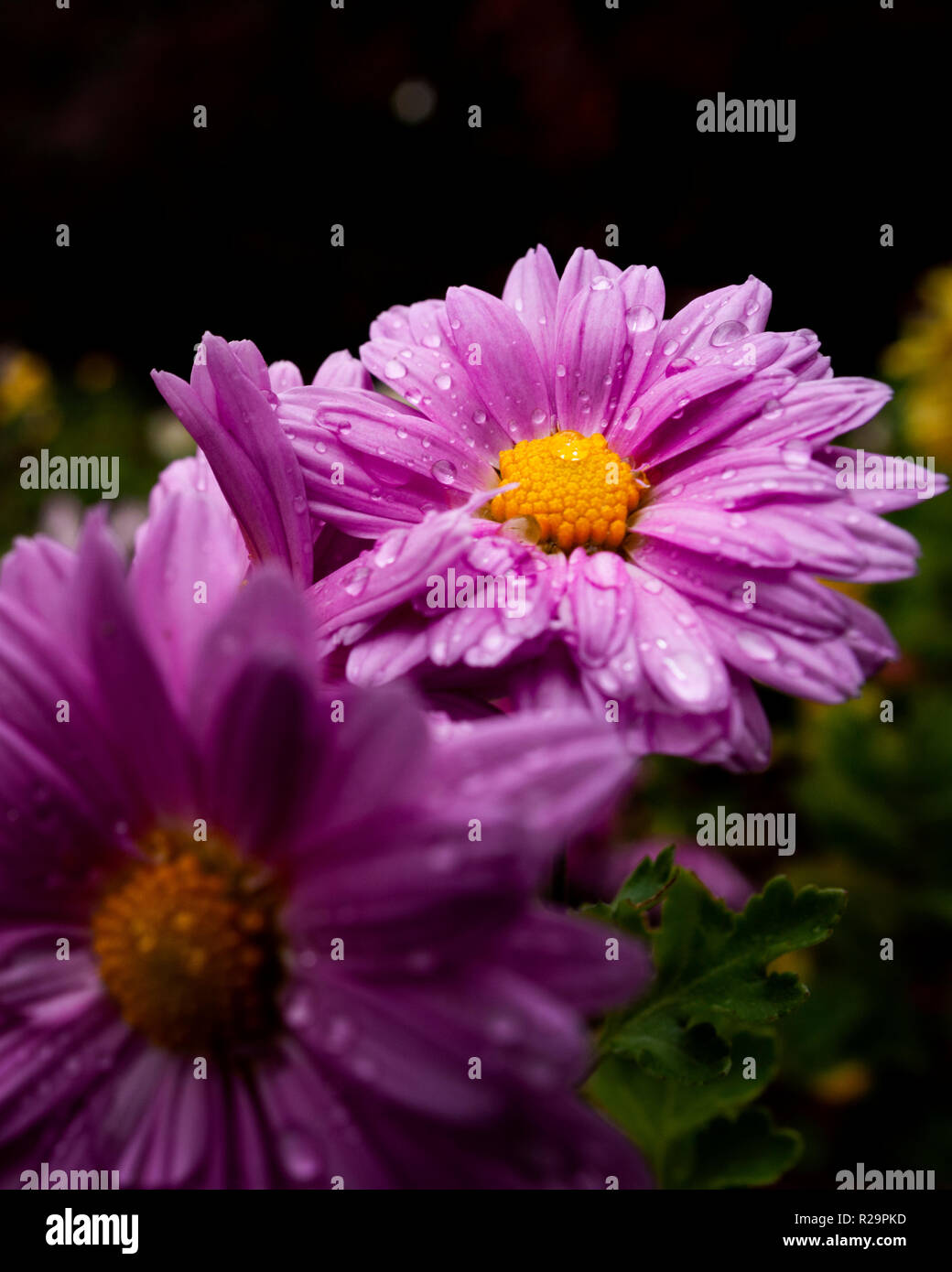 Plants under sun light hi-res stock photography and images - Alamy