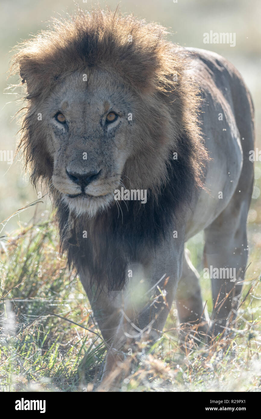 Old male lion vertical hi-res stock photography and images - Alamy