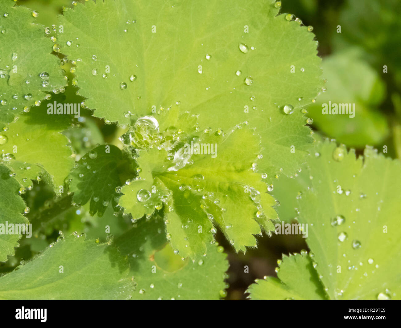 Alchemilla Mollis / Ladies Mantle plant with raindrops in the leaves ...