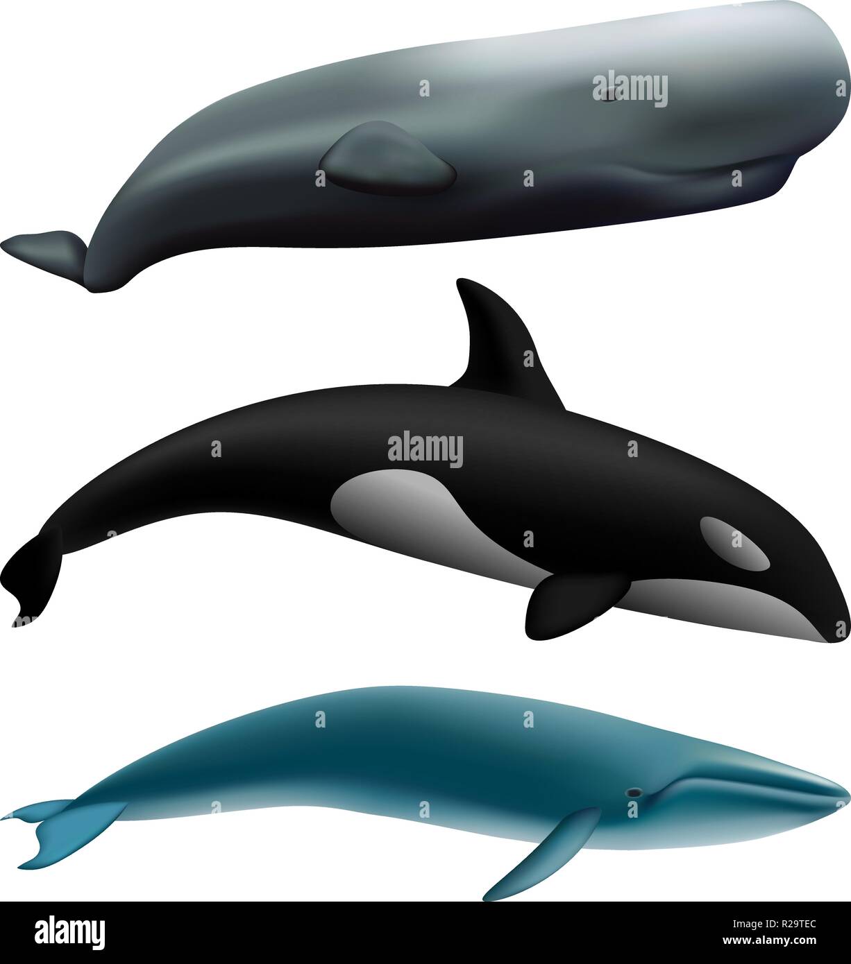 Whale blue tale fish mockup set. Realistic illustration of 3 whale blue ...