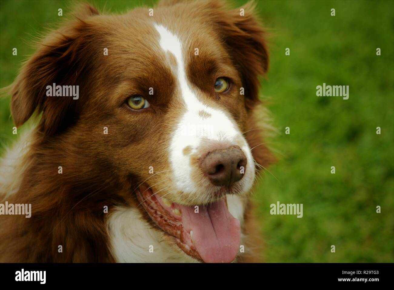 Border collie back hi-res stock photography and images - Alamy