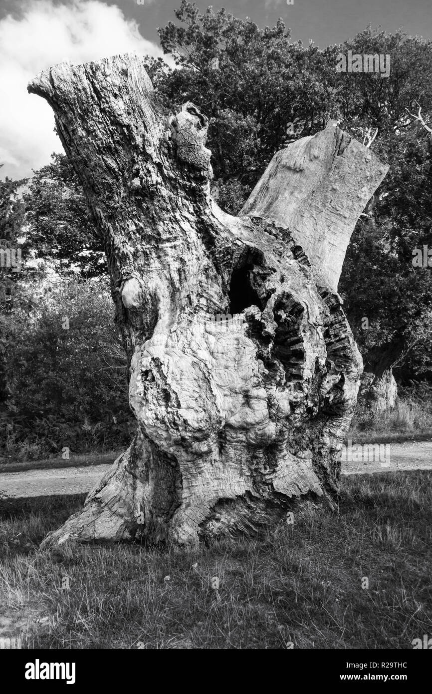 Dead and decaying ancient Oak tree Eastnor park Ledbury Herefordshire ...