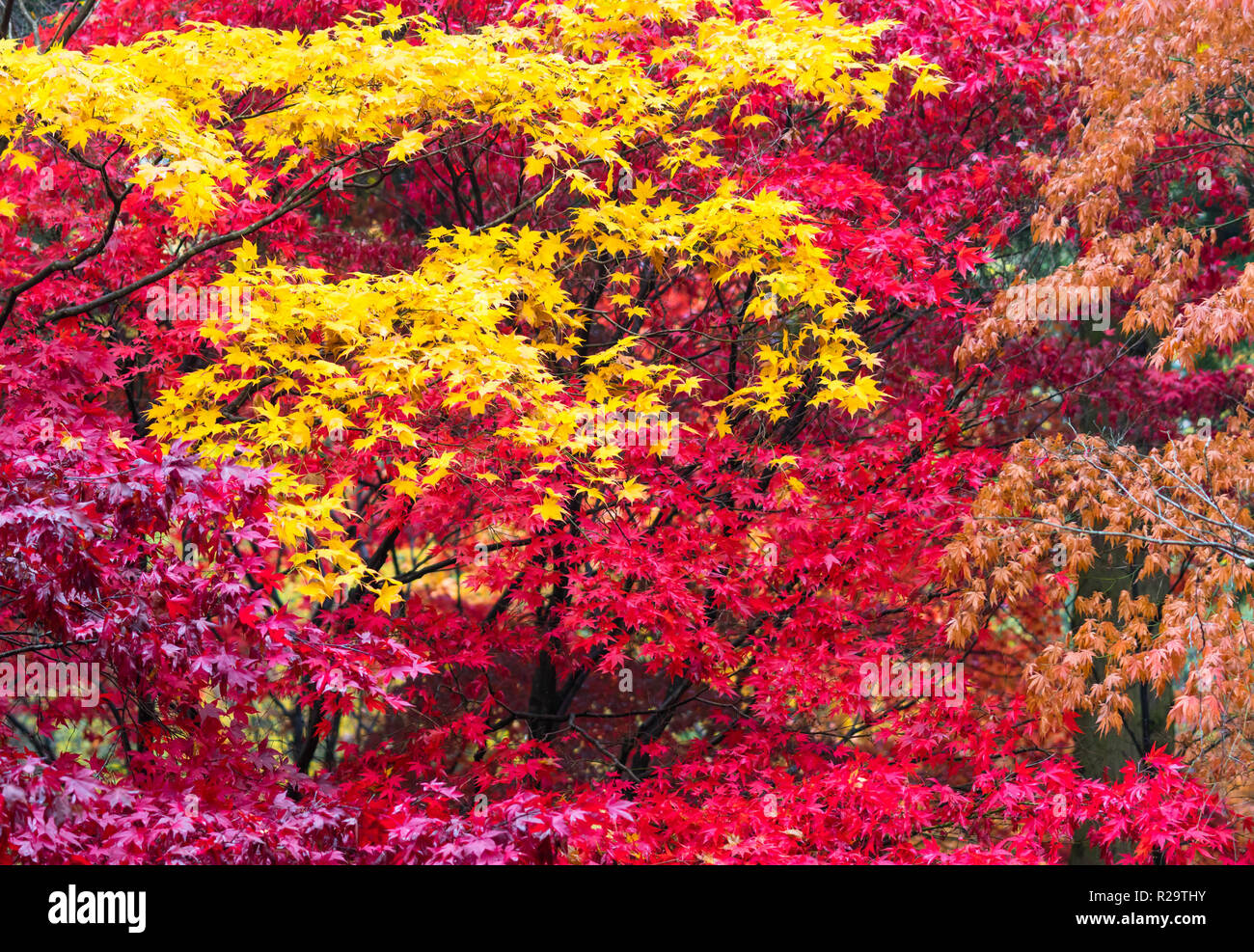Rich Autumn tree colours of the Japanese Maple (Acer palmatum) and the ...