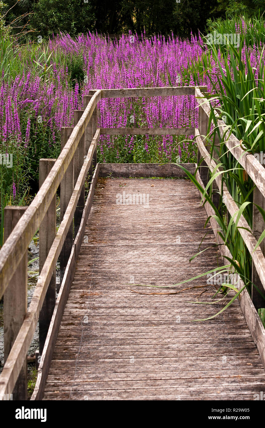 Bishop Middleham wildlife garden, County Durham Stock Photo - Alamy