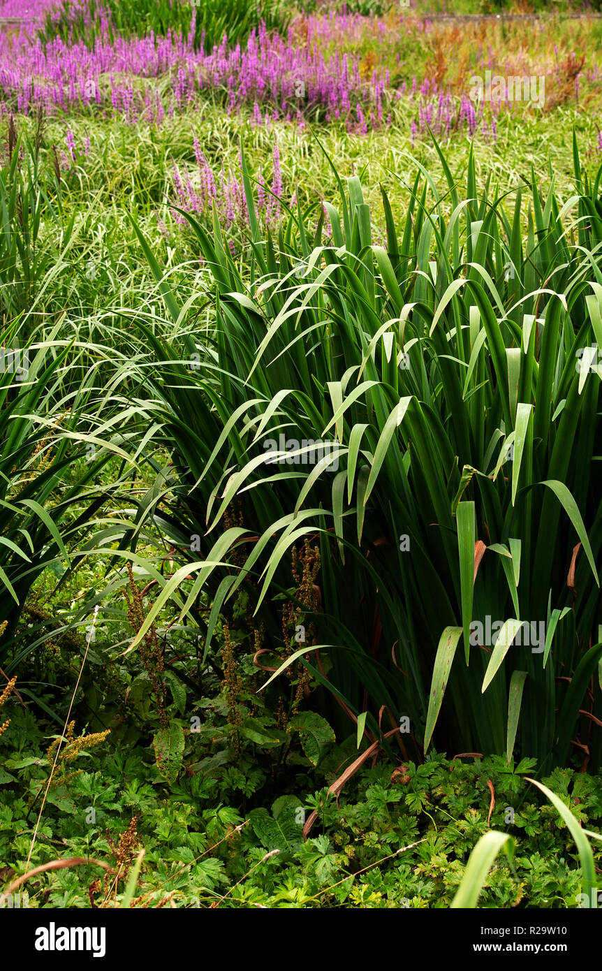 Bishop Middleham wildlife garden, County Durham Stock Photo - Alamy