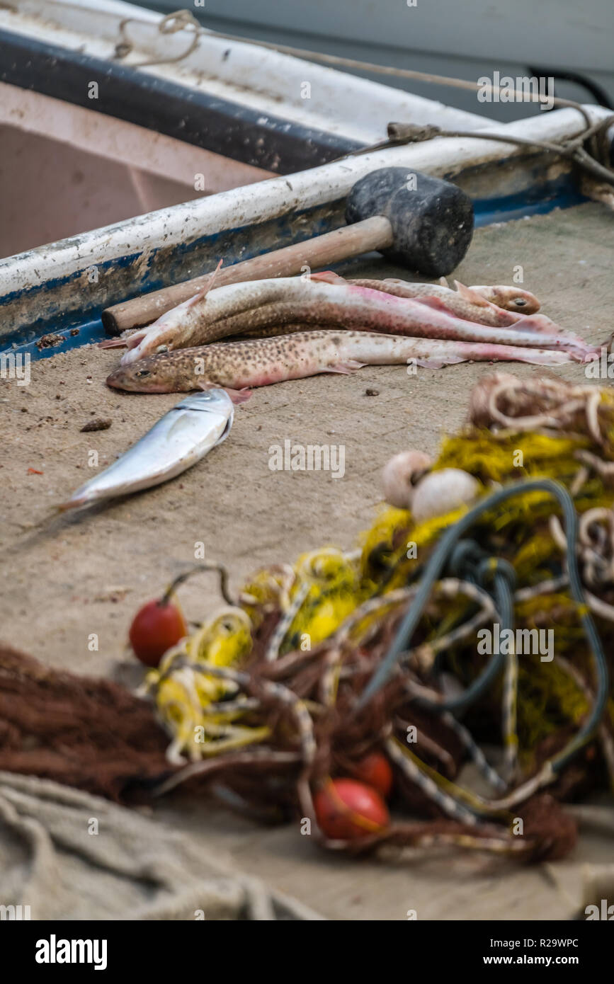 Leftover fish hi-res stock photography and images - Alamy
