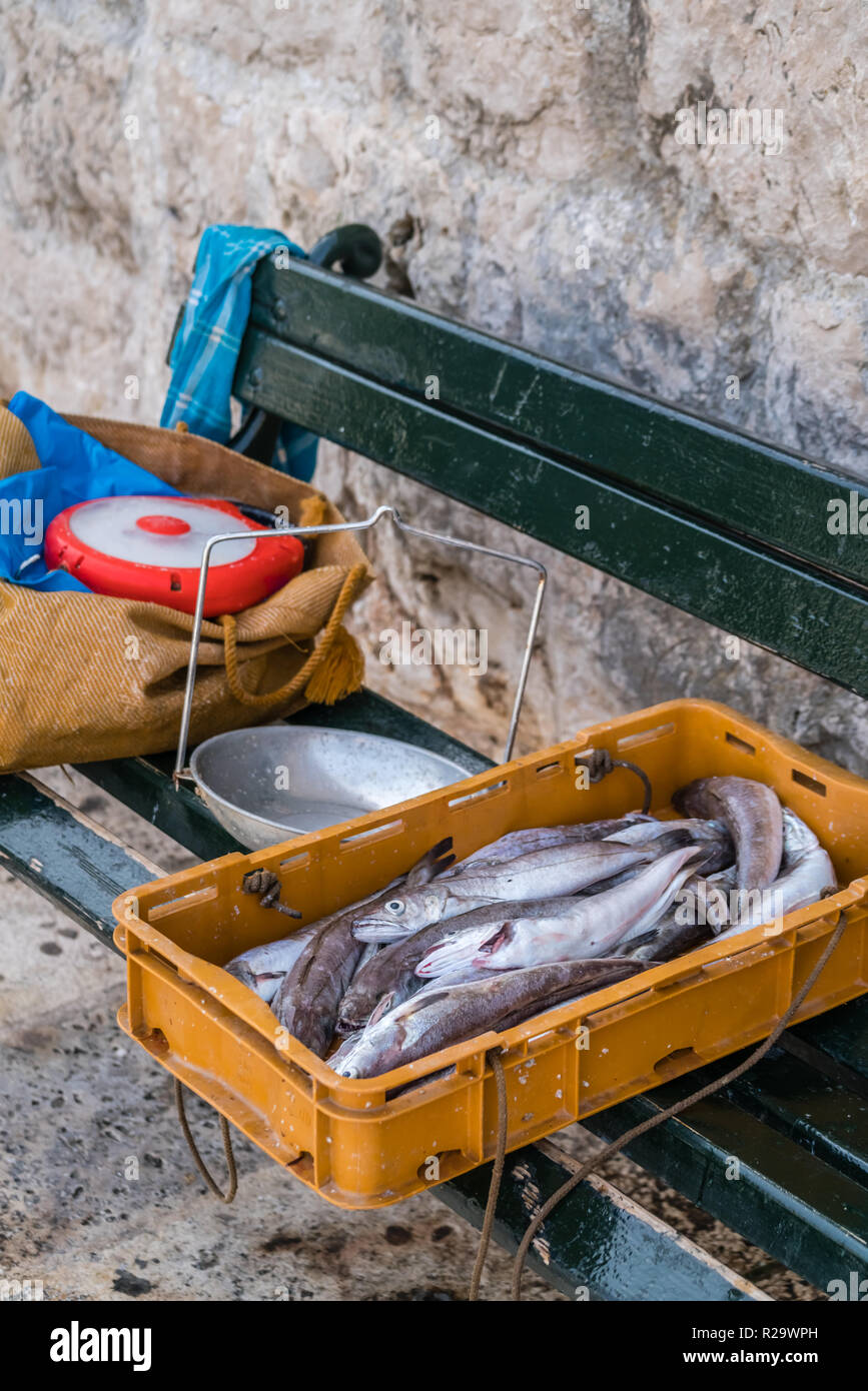 Freshly caught fish in a box taken from the fisherman boat after his ...