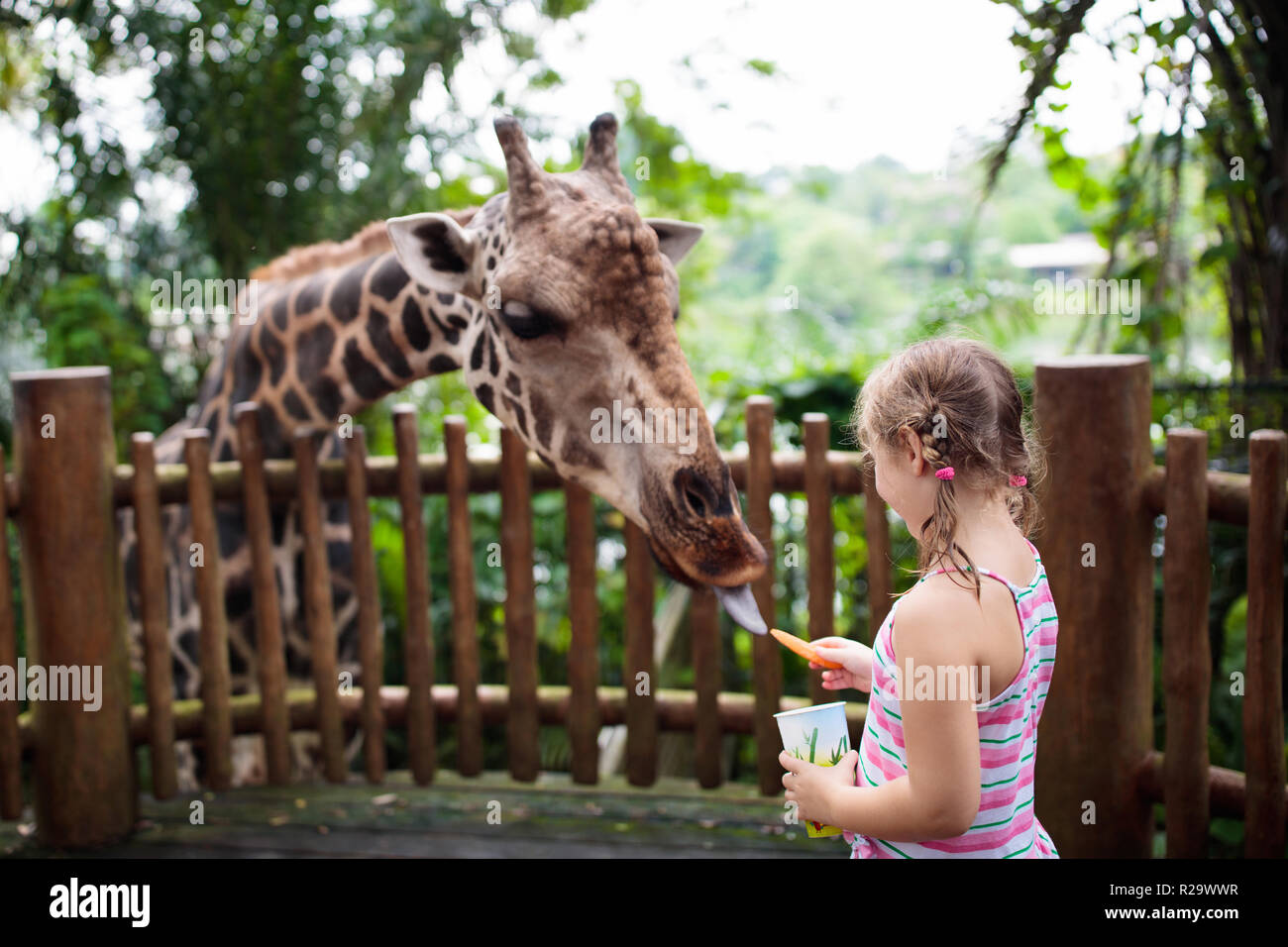 Family feeding giraffe in zoo. Children feed giraffes in tropical ...