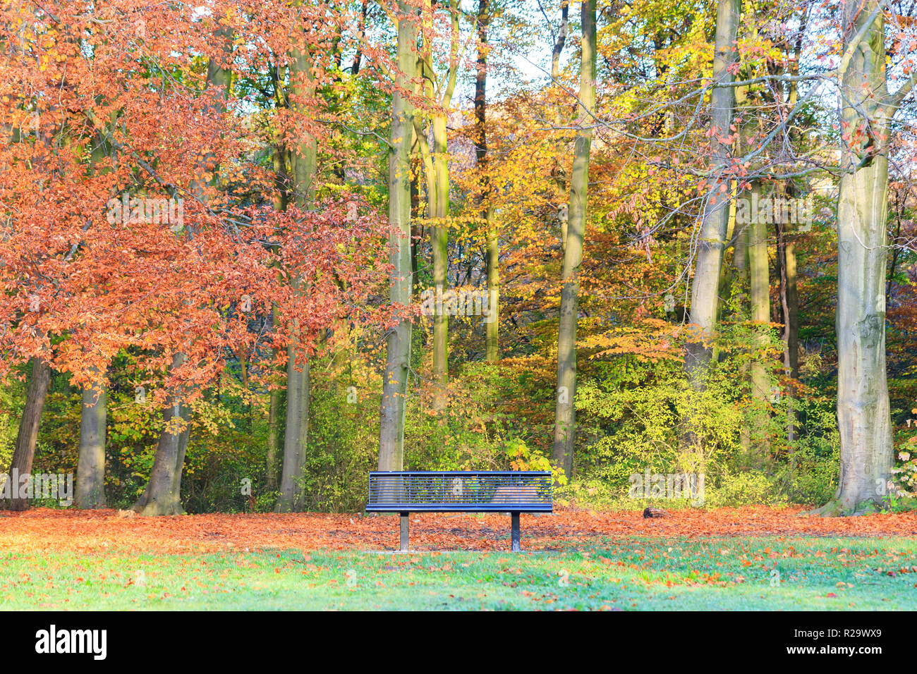 Autumn Colors In Haagse Bos, The Hague, Netherlands Stock Photo - Alamy