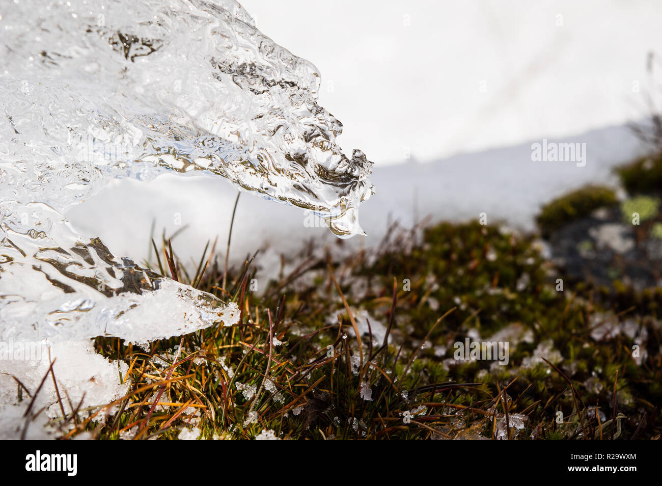 Small piece of ice lying and melting on snow over dry grass in ...