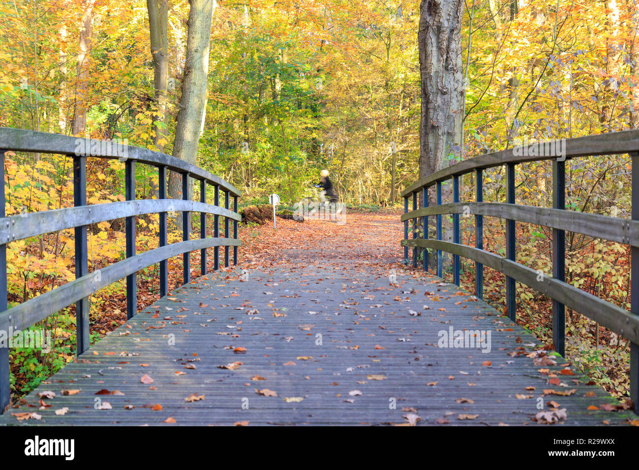 Autumn Colors In Haagse Bos, The Hague, Netherlands Stock Photo - Alamy