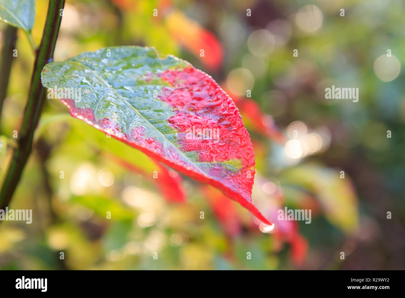 Red & Green Autumn Leaf Stock Photo - Alamy