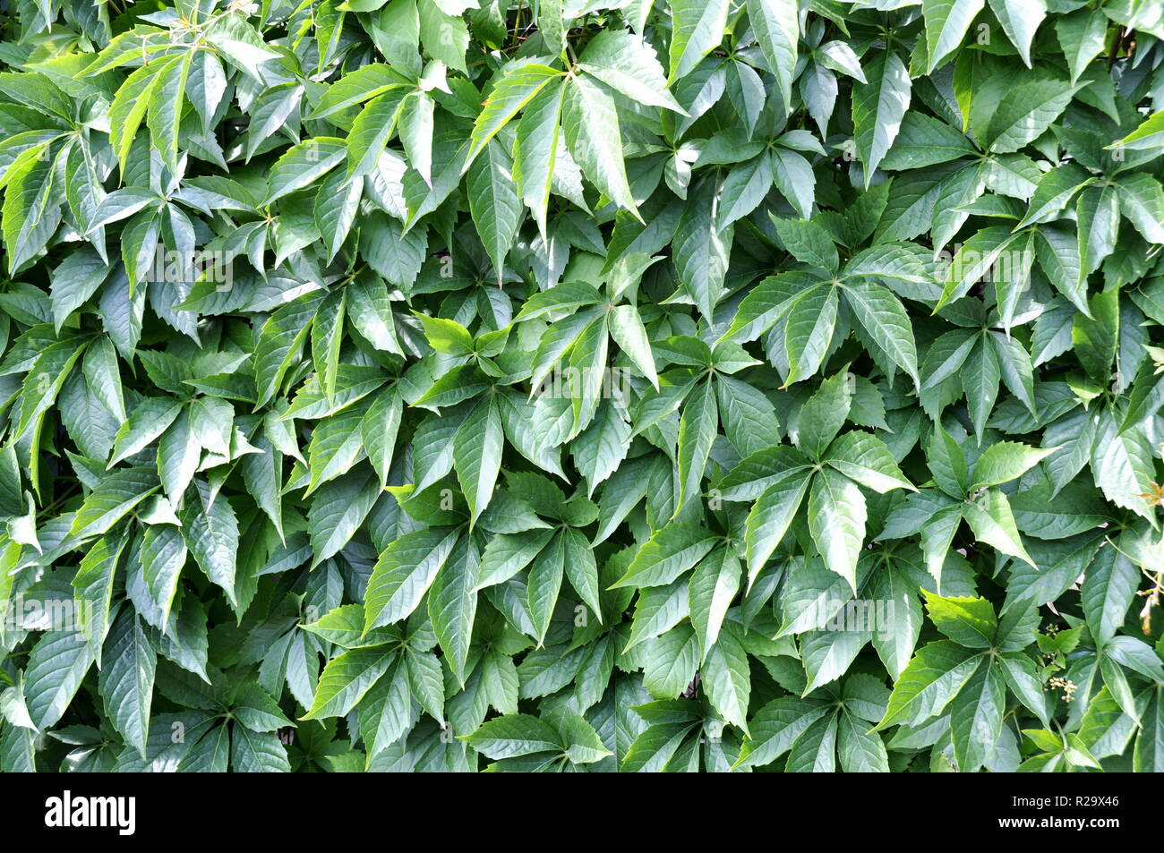Virginia creeper foliage covering a wall Stock Photo - Alamy