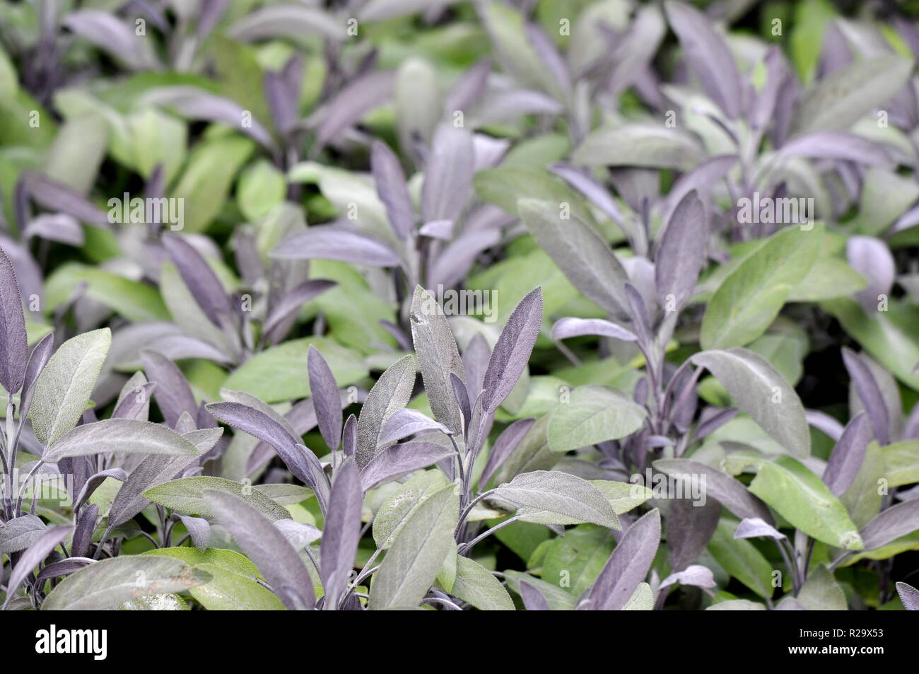 Sage Salvia officinalis with purple foliage Stock Photo - Alamy