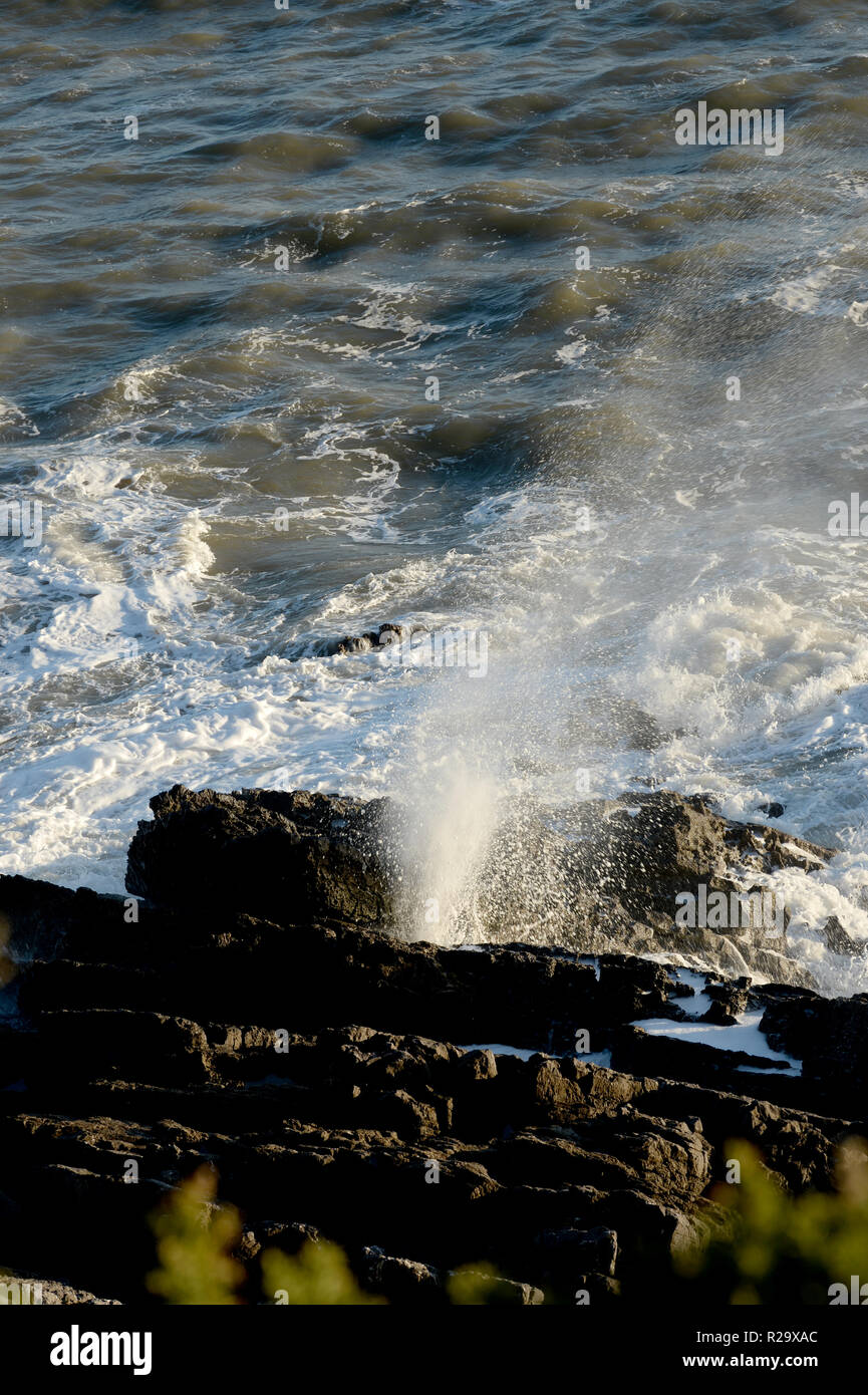 Blow hole on sea cliffs emits spray through fissure between limestone ...