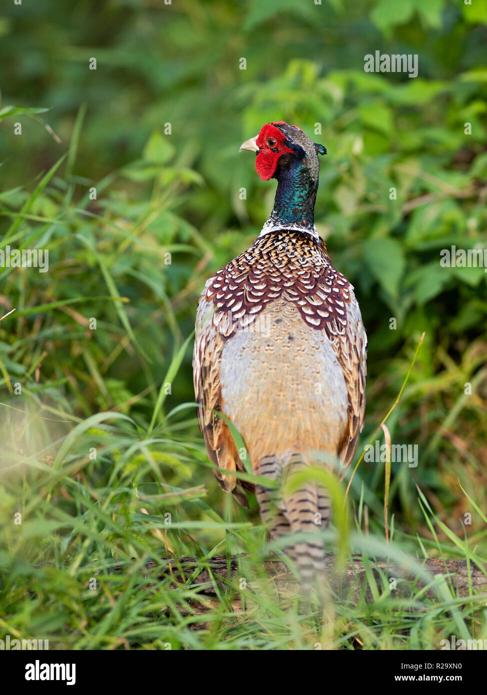 Chinese ringneck pheasant hi-res stock photography and images - Alamy