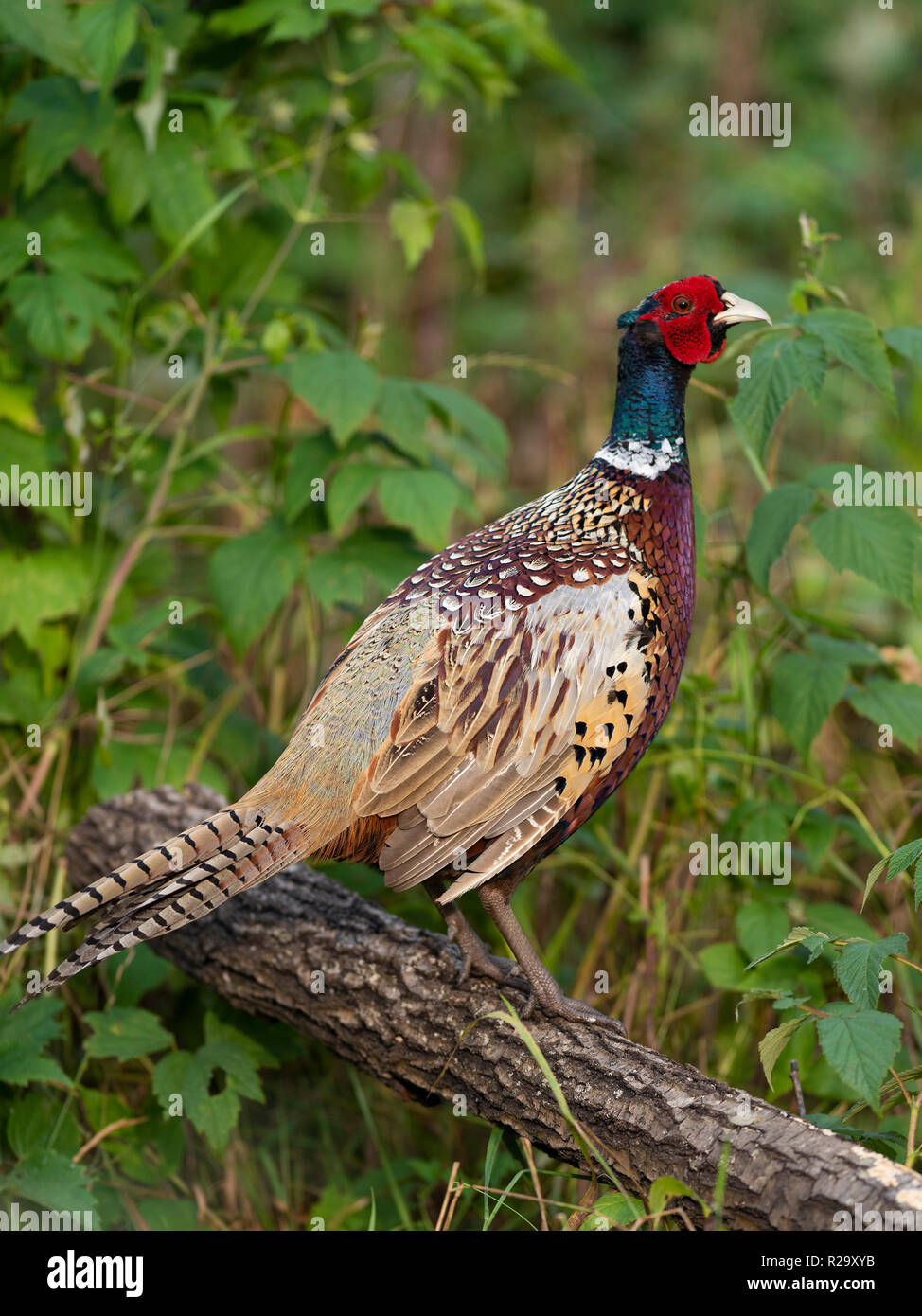 Chinese ringneck pheasant hi-res stock photography and images - Alamy