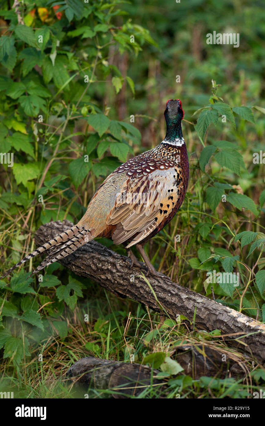 Chinese ringneck pheasant hi-res stock photography and images - Alamy