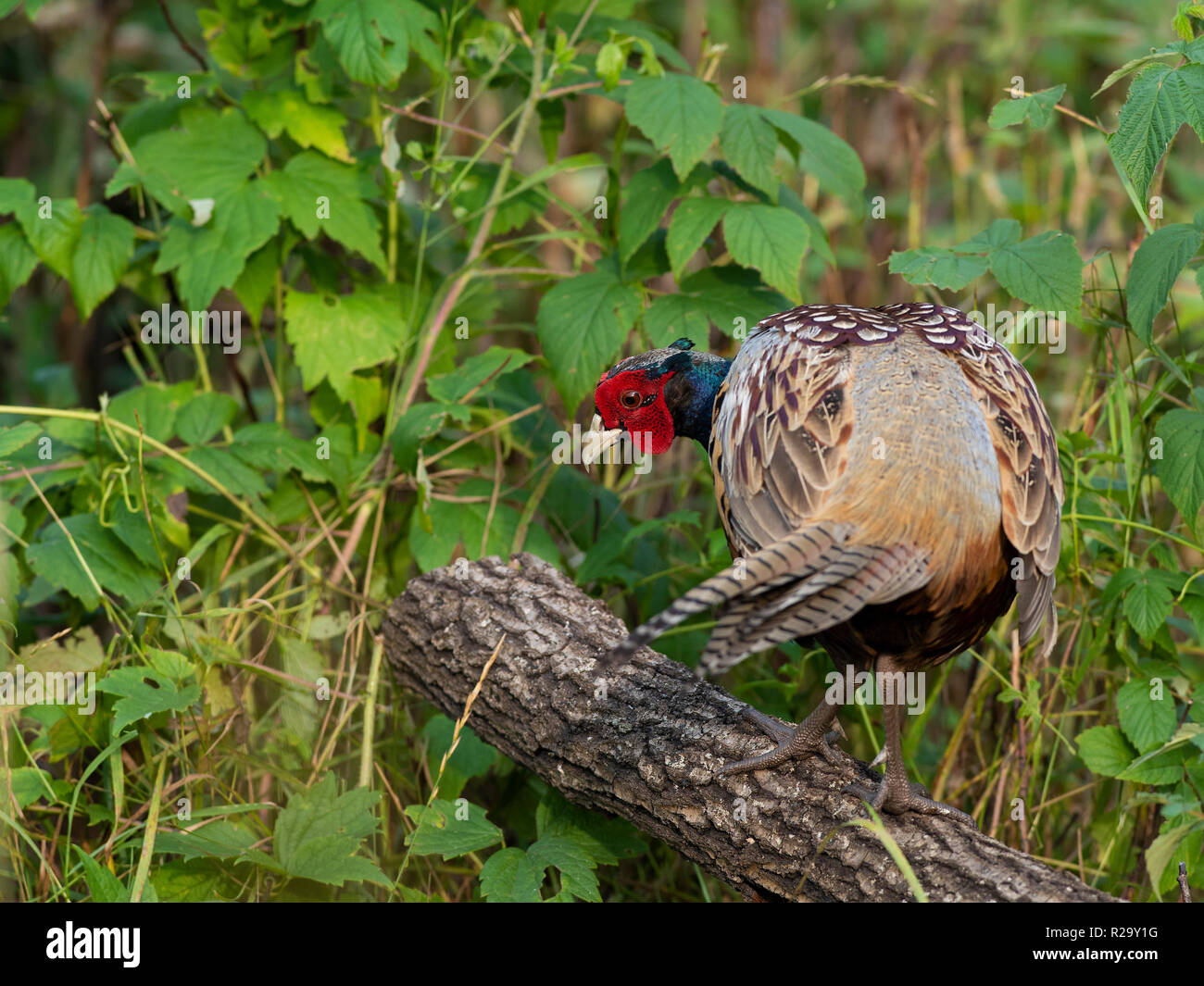 Chinese ringneck pheasant hi-res stock photography and images - Alamy