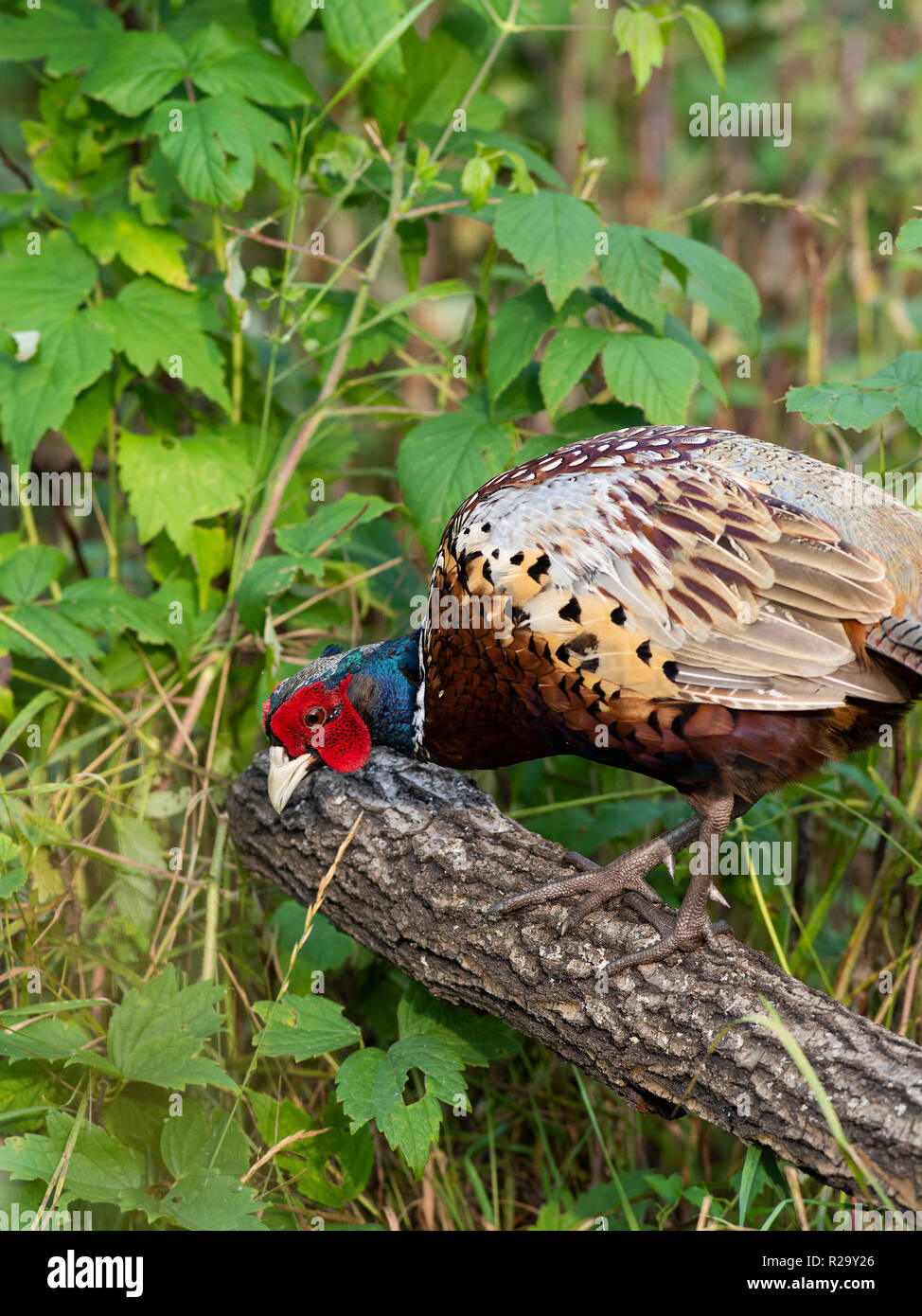 Chinese ringneck pheasant hi-res stock photography and images - Alamy