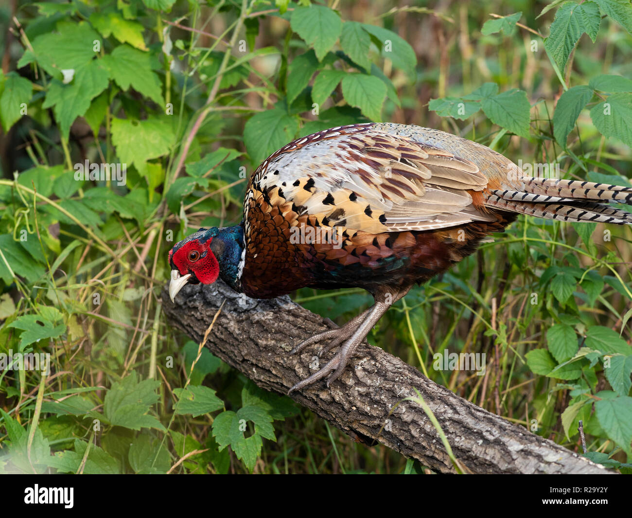 Chinese ringneck pheasant hi-res stock photography and images - Alamy