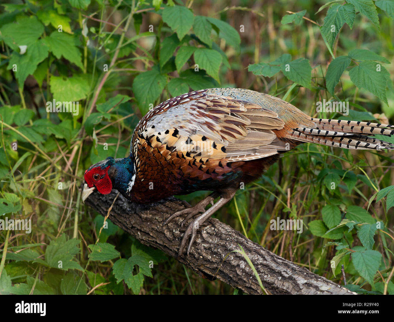 A Rooster pheasant on a summer day Stock Photo - Alamy
