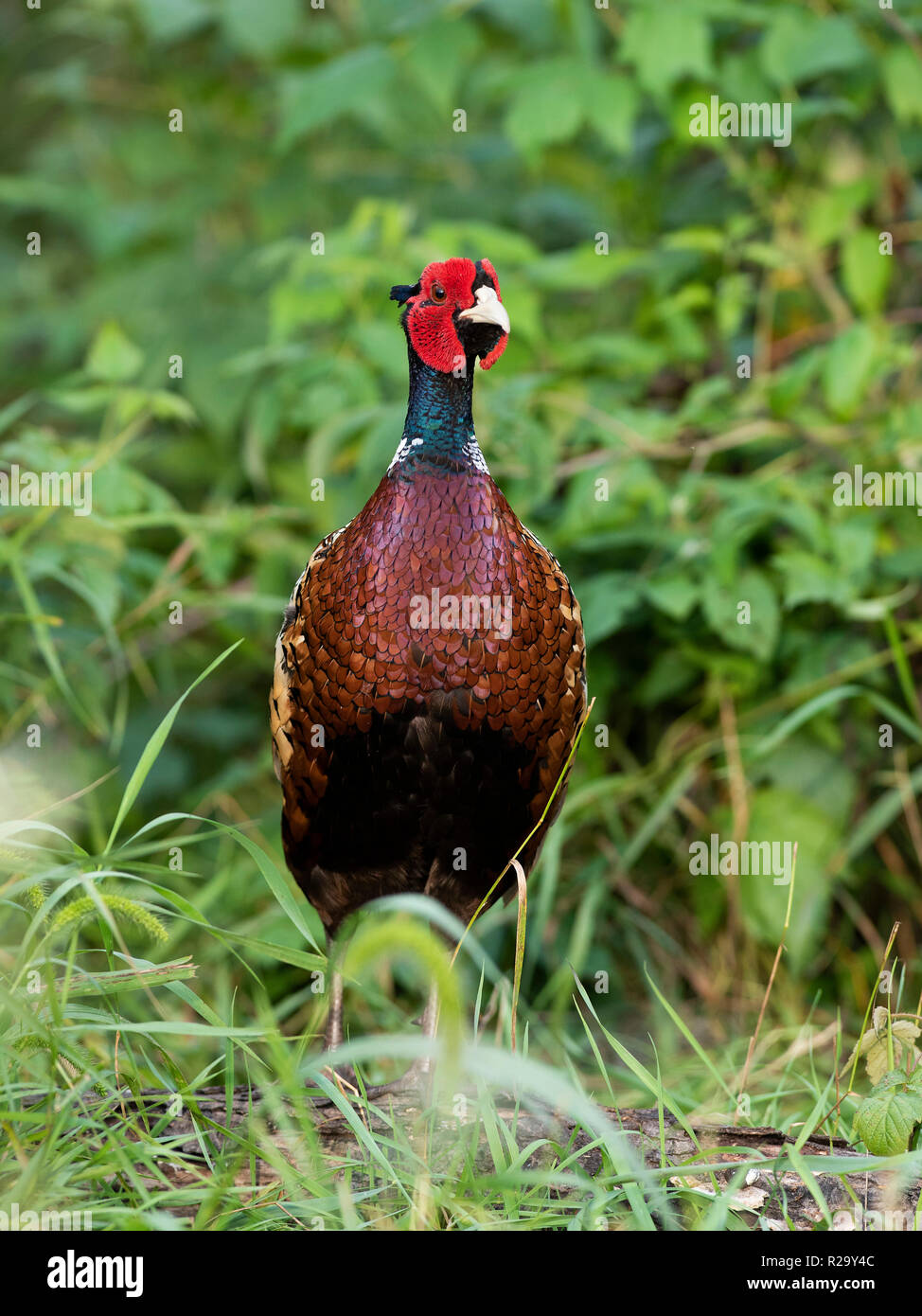 Chinese ringneck pheasant hi-res stock photography and images - Alamy