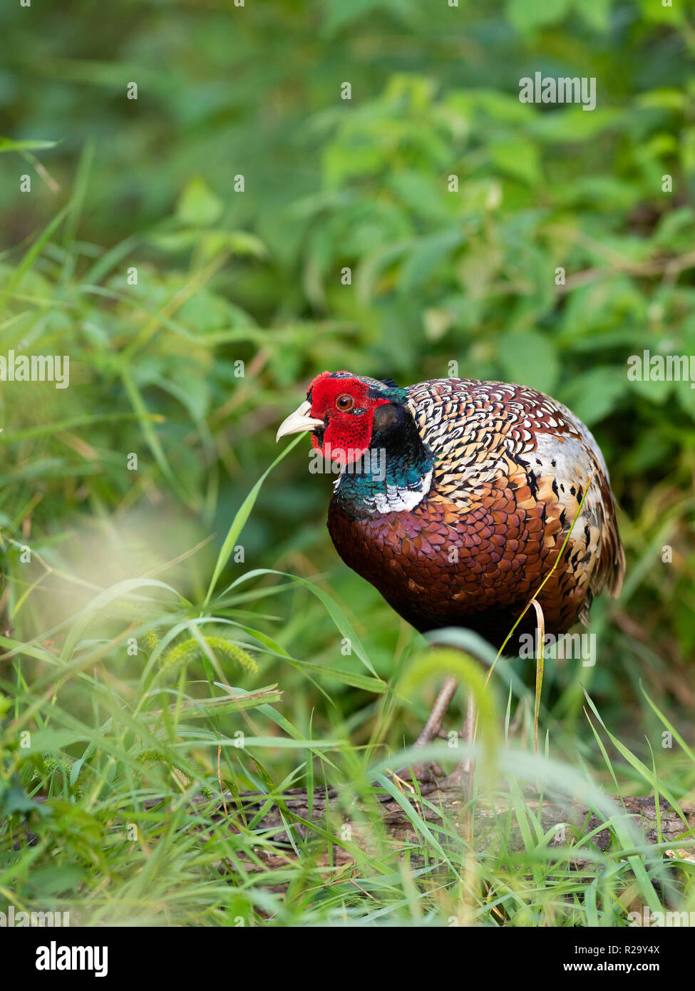 Chinese ringneck pheasant hi-res stock photography and images - Alamy