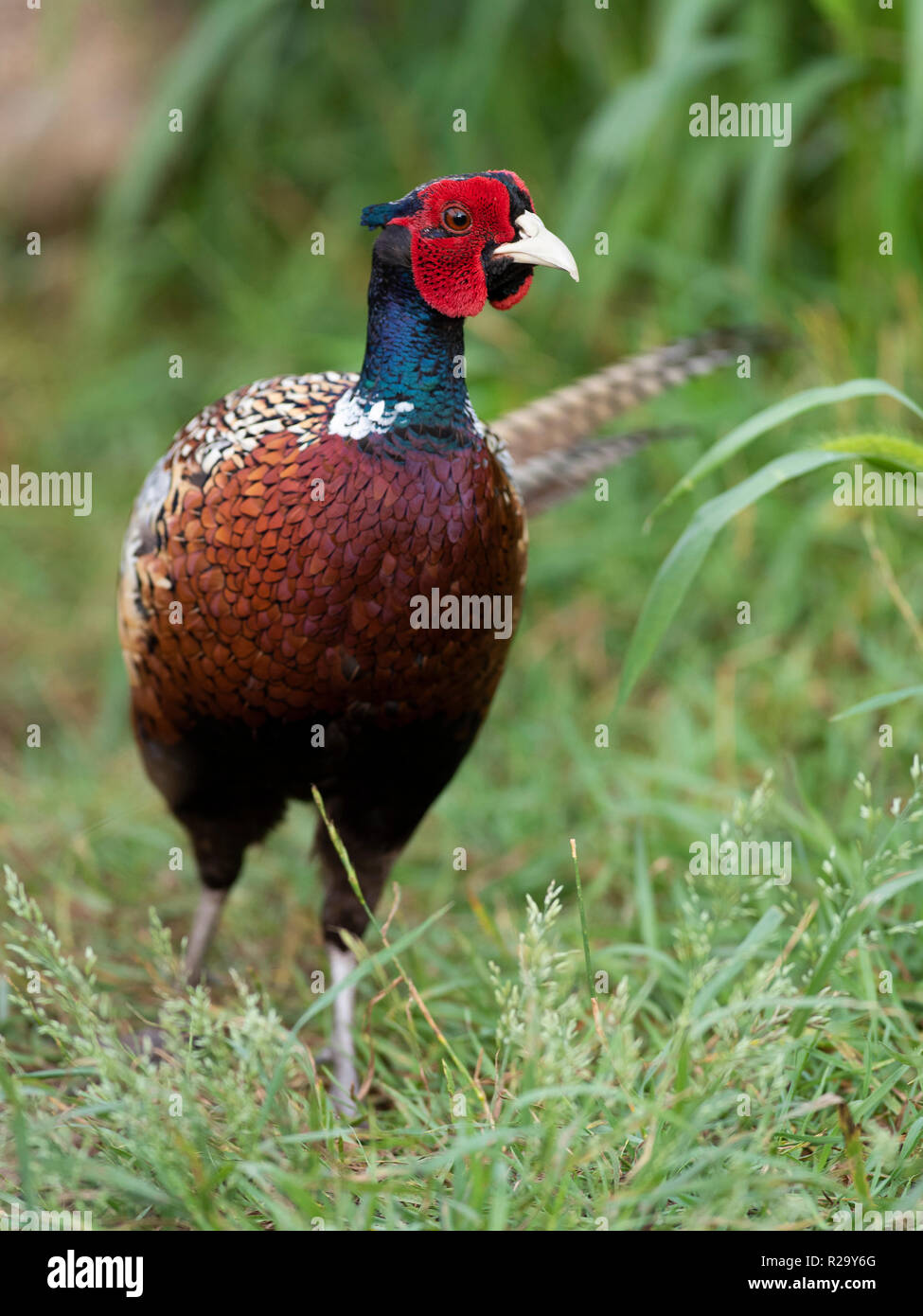 Chinese ringneck pheasant hi-res stock photography and images - Alamy