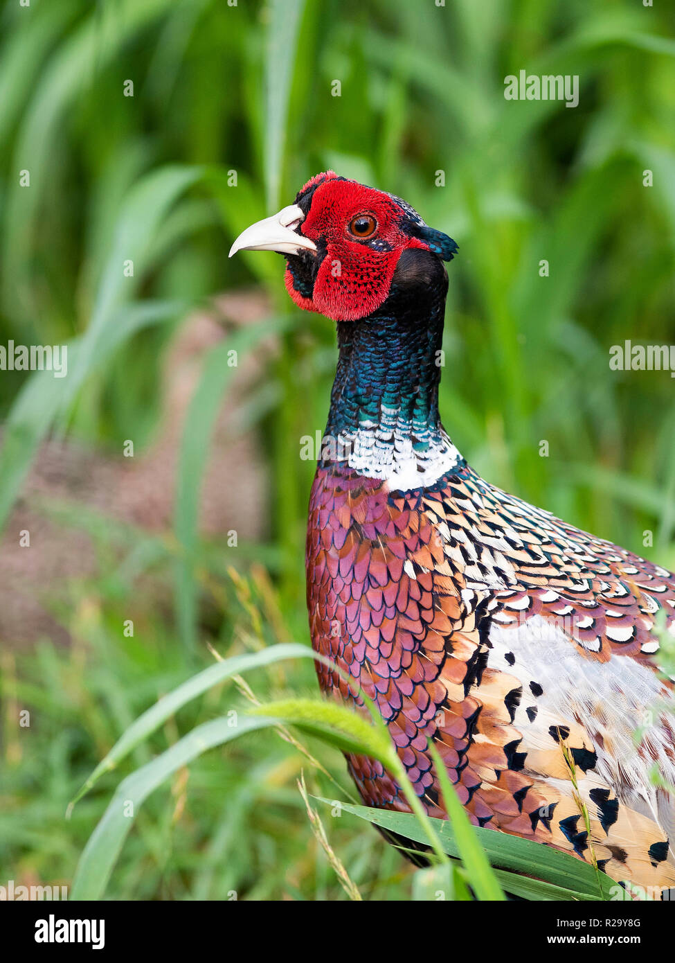 Chinese ringneck pheasant hi-res stock photography and images - Alamy