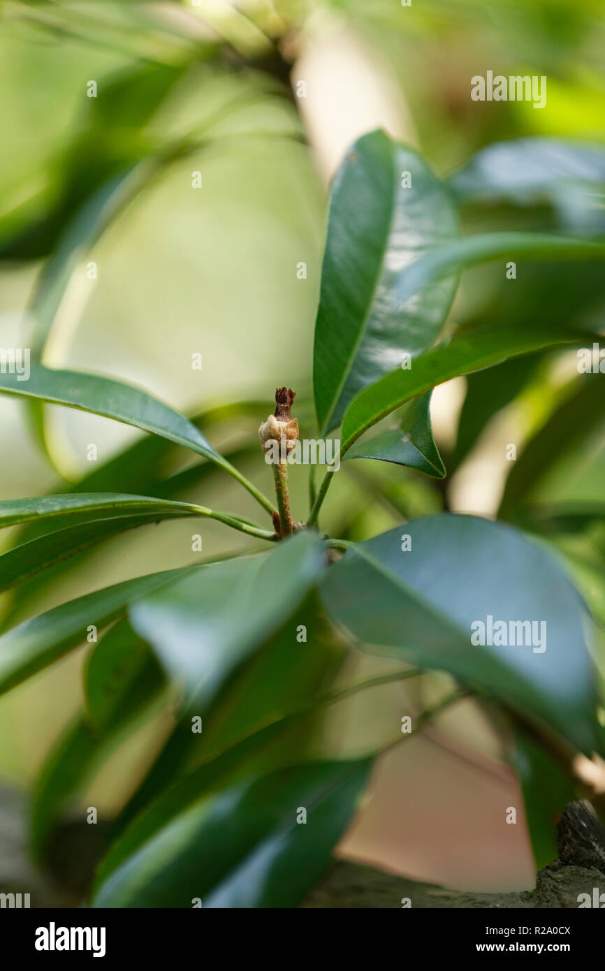 Gholvad india hi-res stock photography and images - Alamy