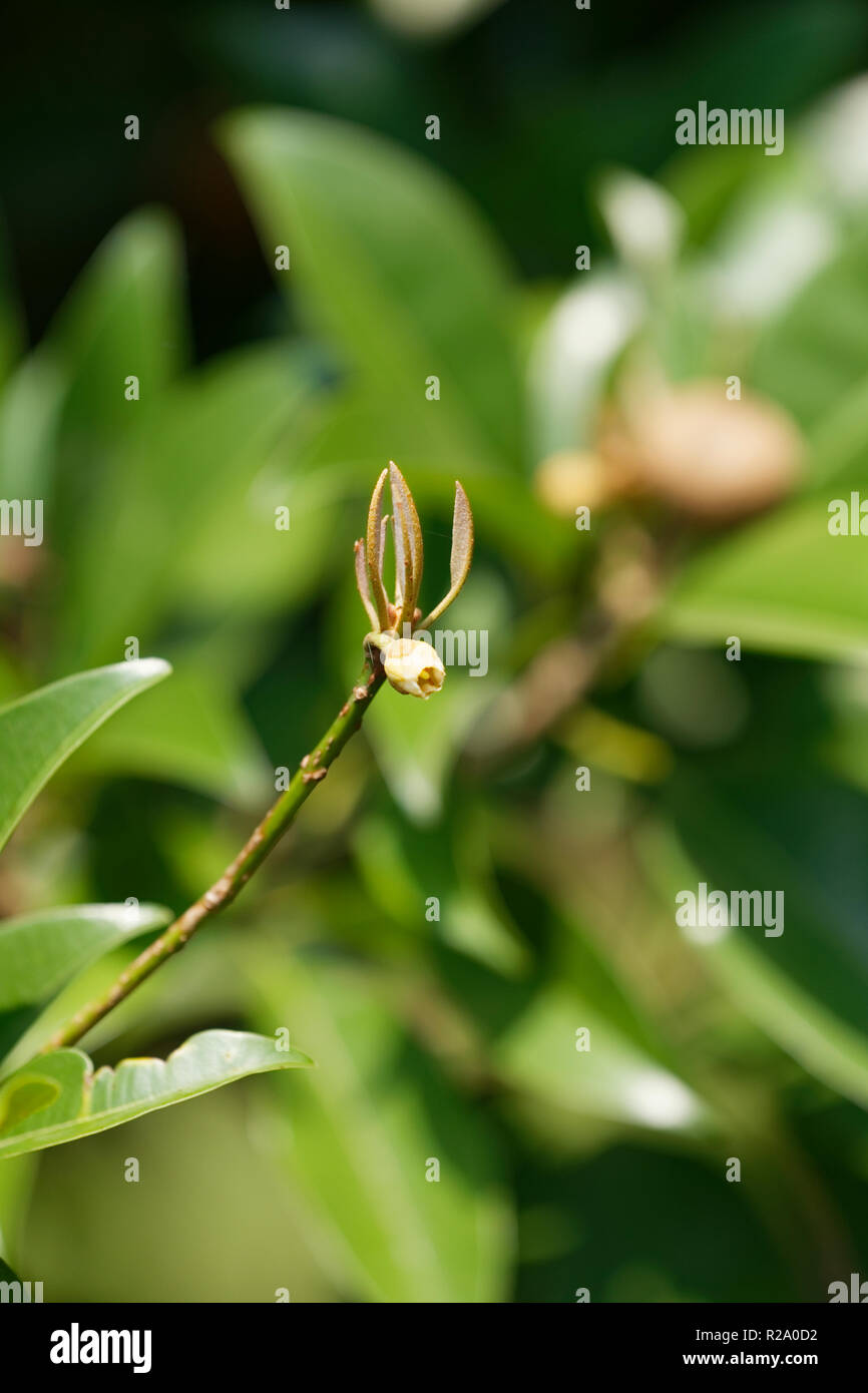 Chiku leaf hi-res stock photography and images - Alamy