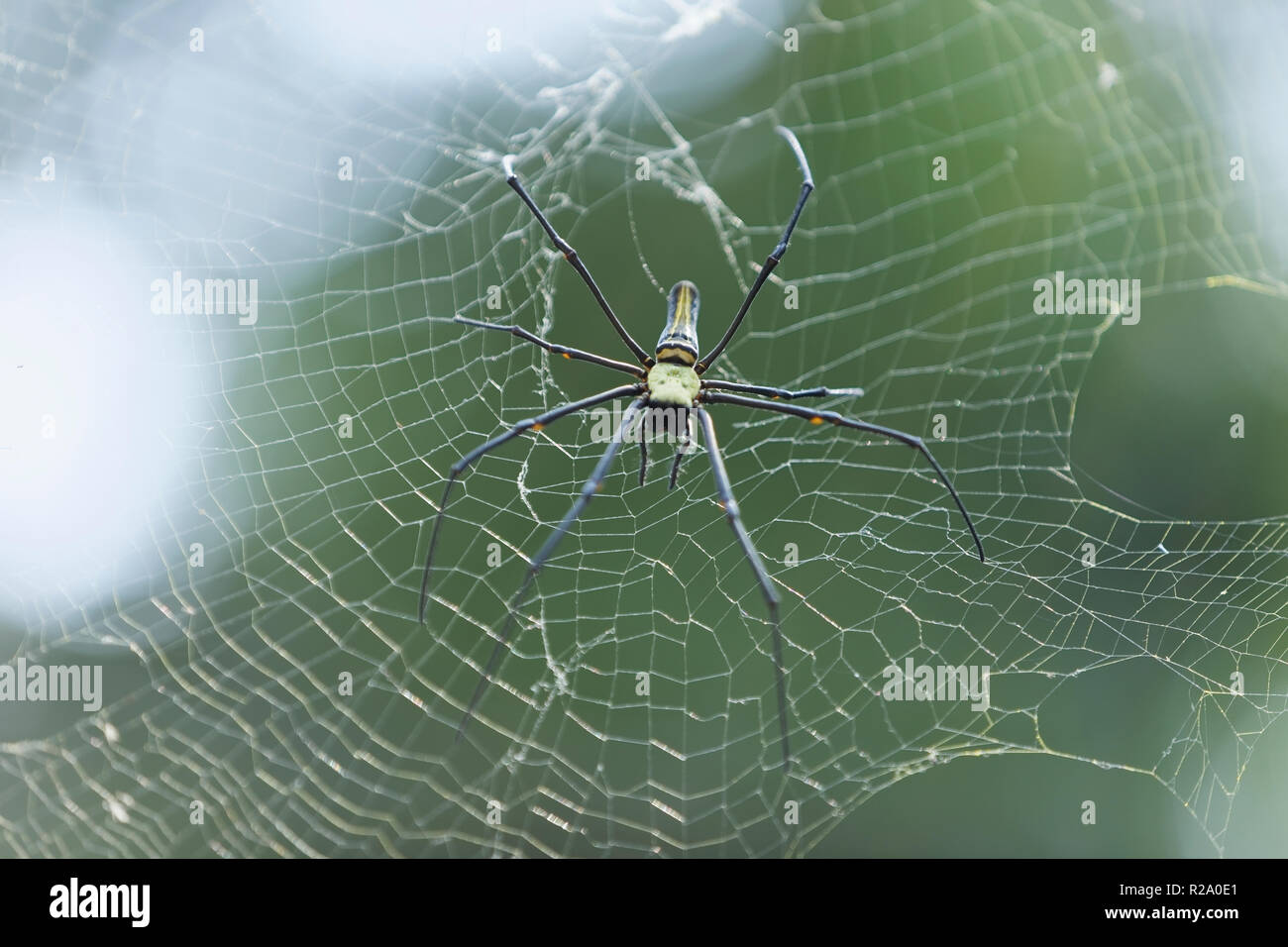 Asian Weaver High Resolution Stock Photography and Images - Alamy