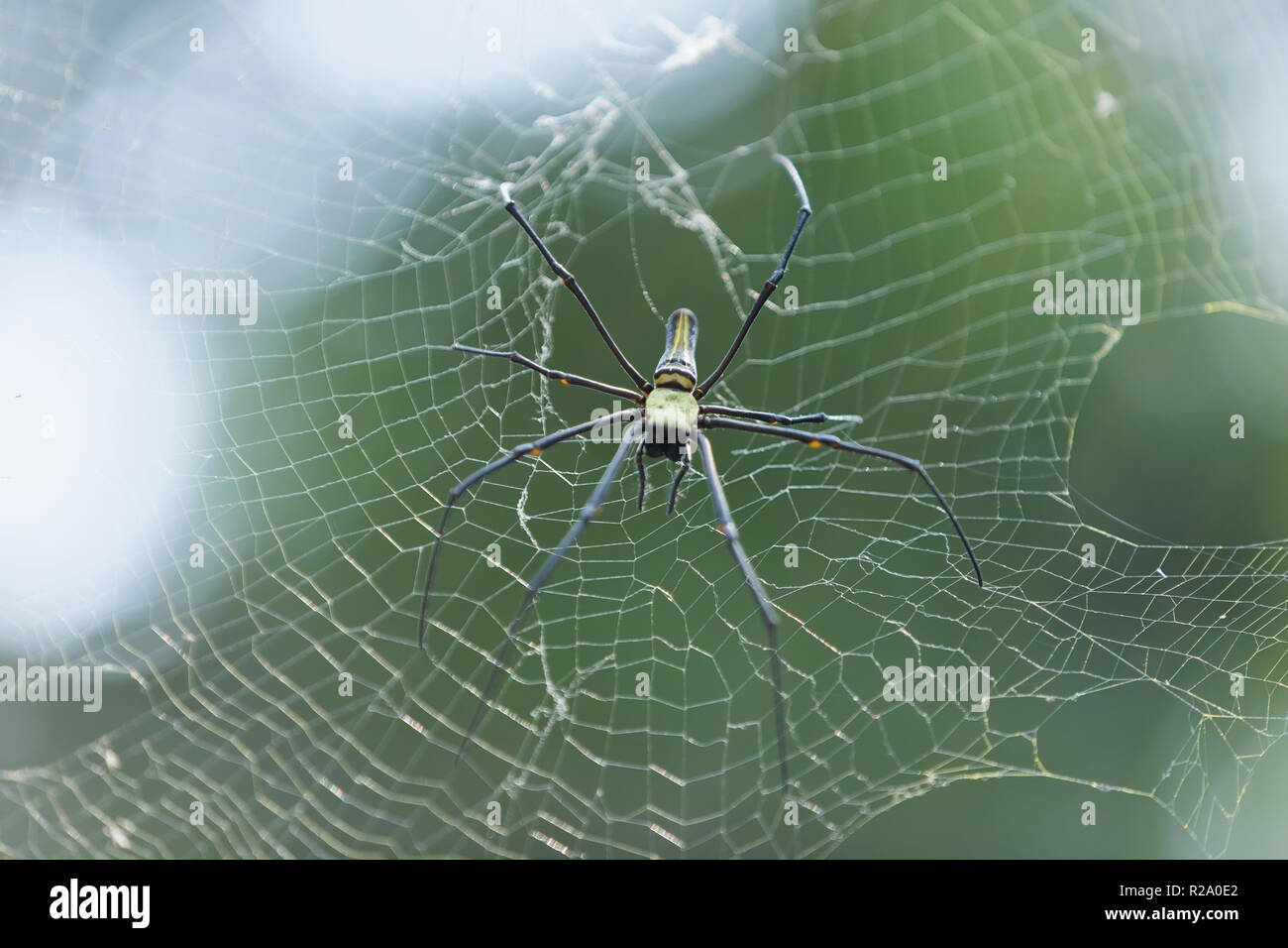 Giant golden orb weaving spider hi-res stock photography and images - Alamy