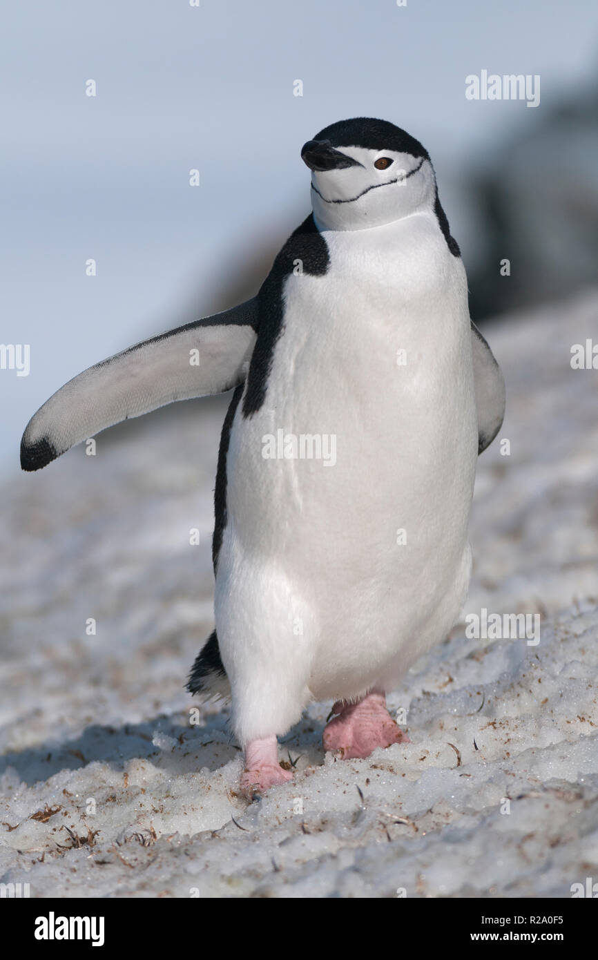 chinstrap penguin standing wings out on snow half moon island antactic ...
