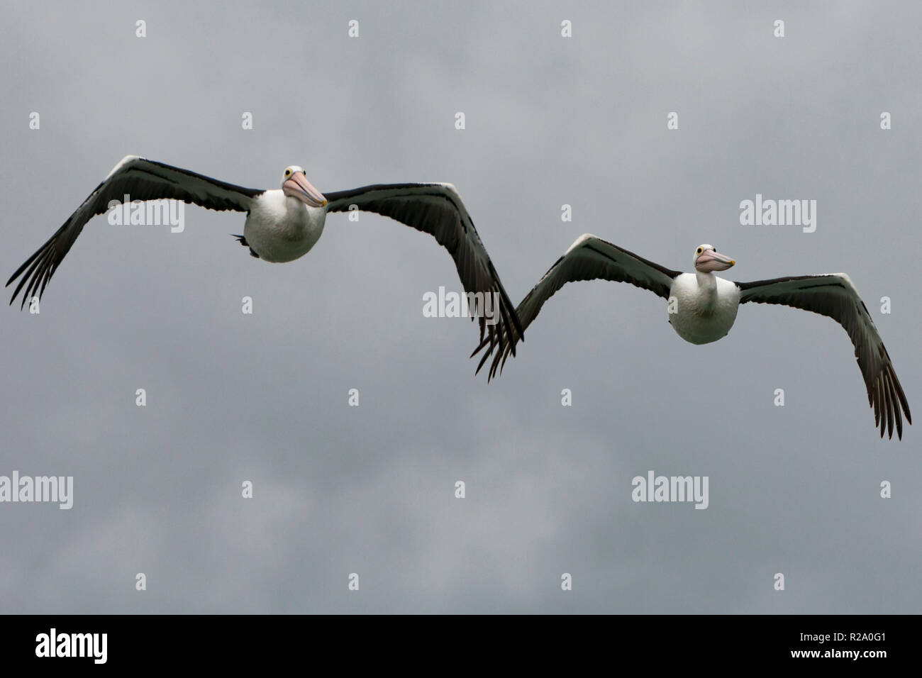 Flying pelican western australia hi-res stock photography and images ...