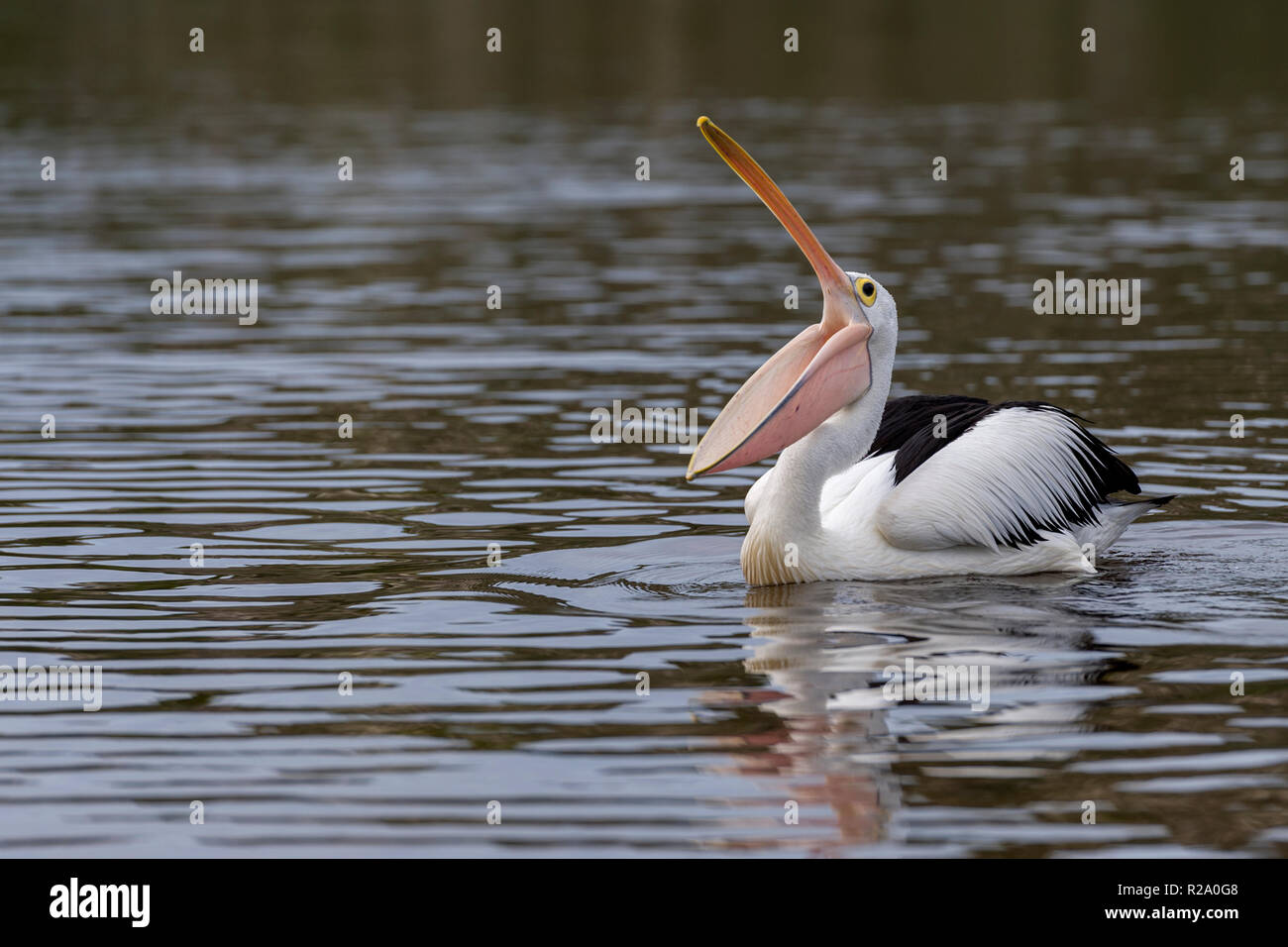 australian pelican floating on water mouth open moore river national ...