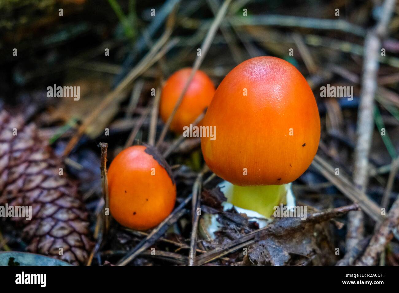 A young trio of American Caesars's mushroom, Amanita jacksonii ...