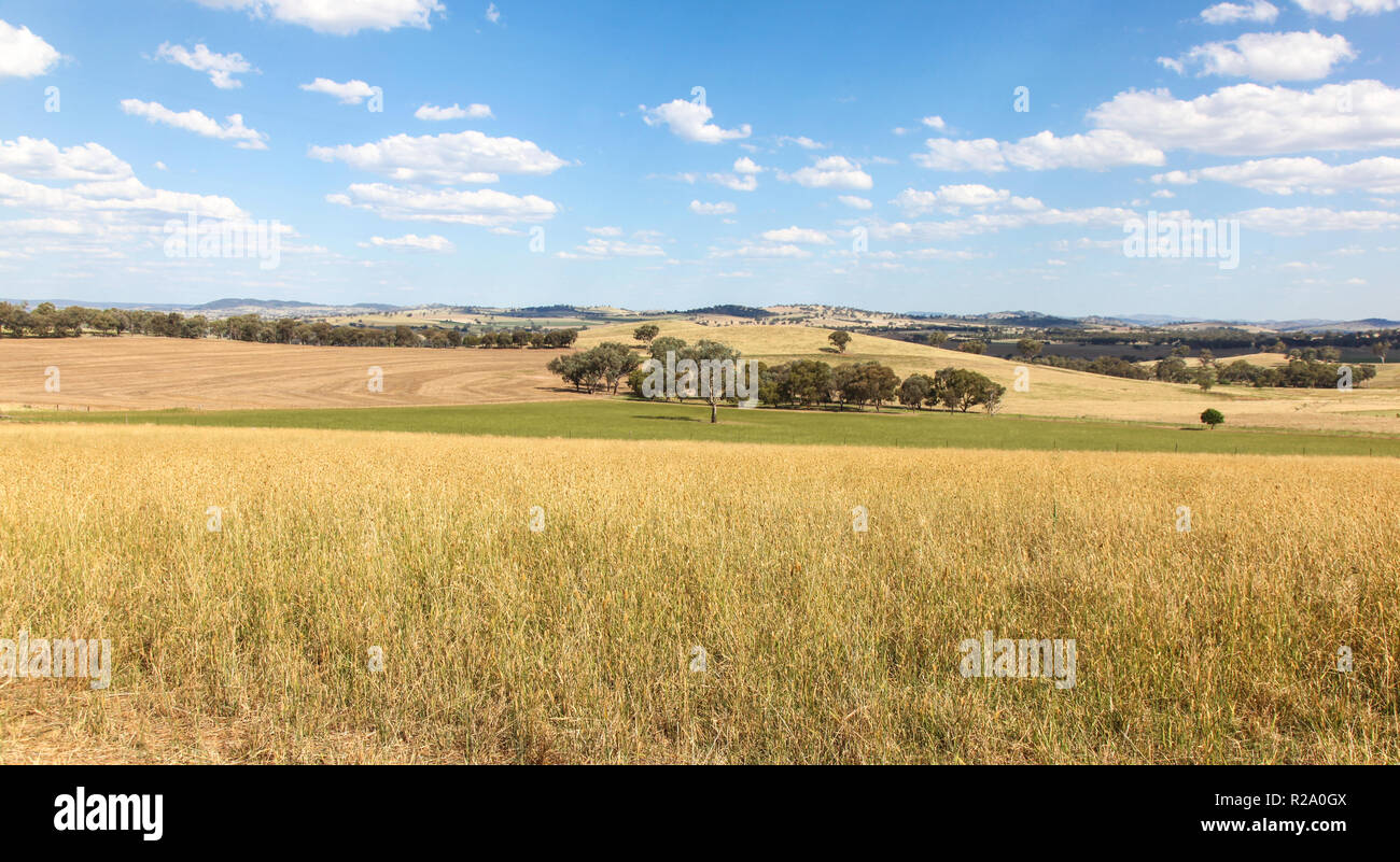 Cowra in the Central West of New South Wales has very good agricultural ...