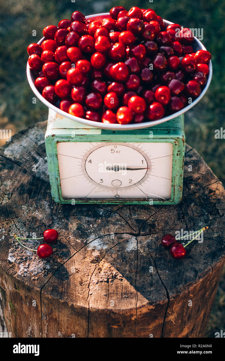Old scales in vintage style weigh the harvest of sweet cherry Stock ...