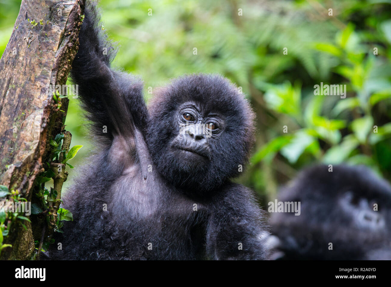 Gorilla hanging in tree hi-res stock photography and images - Alamy
