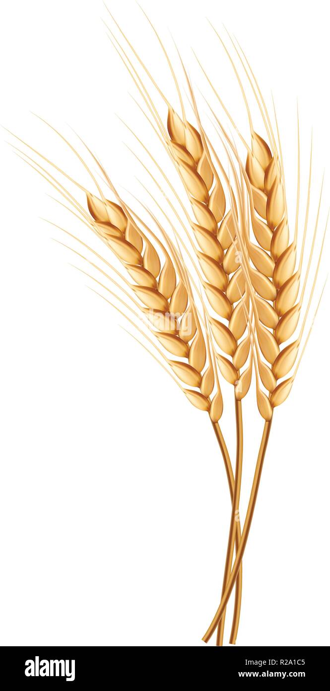 Eco wheat icon. Realistic illustration of eco wheat vector icon for web ...