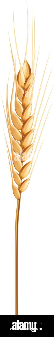 Natural wheat icon. Realistic illustration of natural wheat vector icon ...