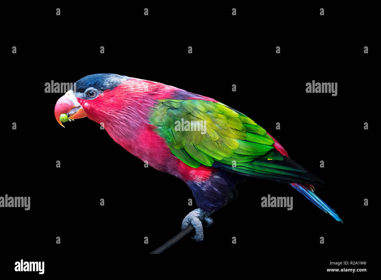 Parrot, colorful bird wildlife isolated background,zoo tropical animal ...