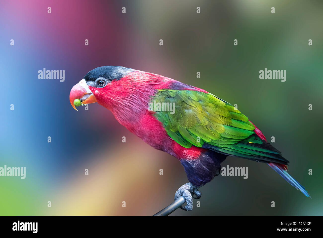 Parrot, colorful bird wildlife isolated background,zoo tropical animal ...