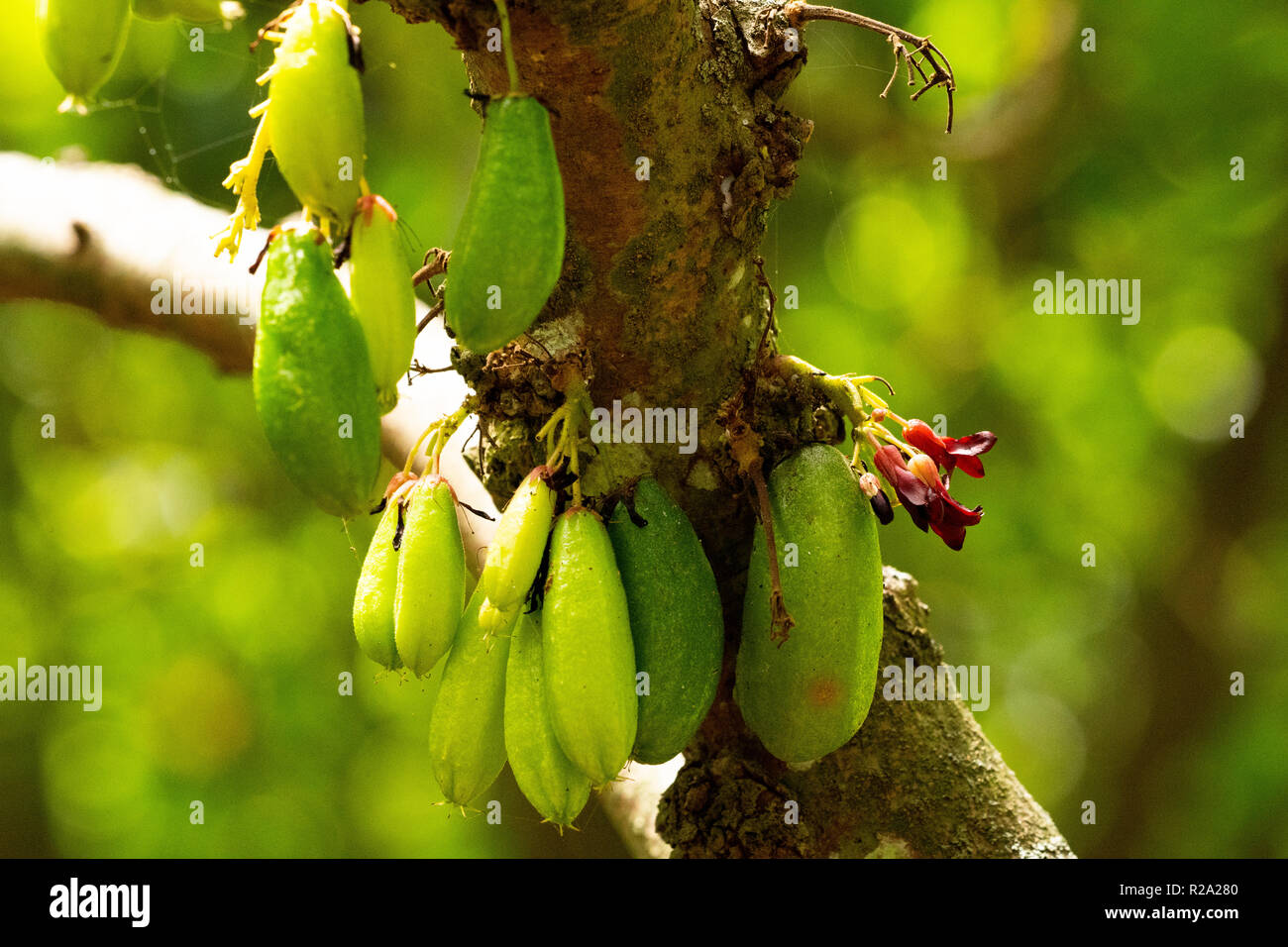 Cucumber tree with prolific fruits growing in the Seychelles Stock ...