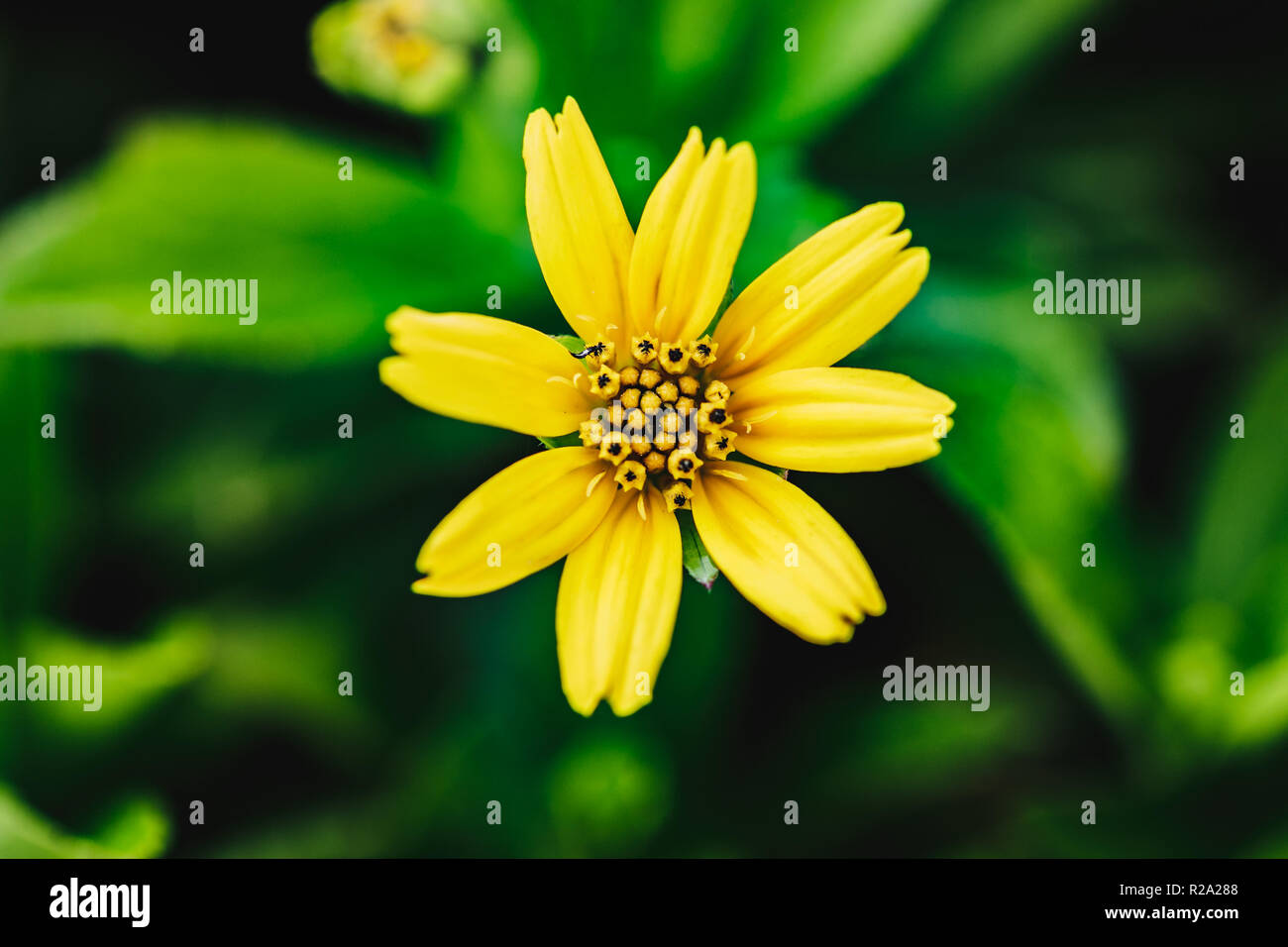 Yellow hope hi-res stock photography and images - Alamy