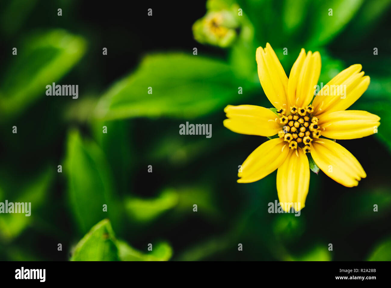 Yellow hope hi-res stock photography and images - Alamy