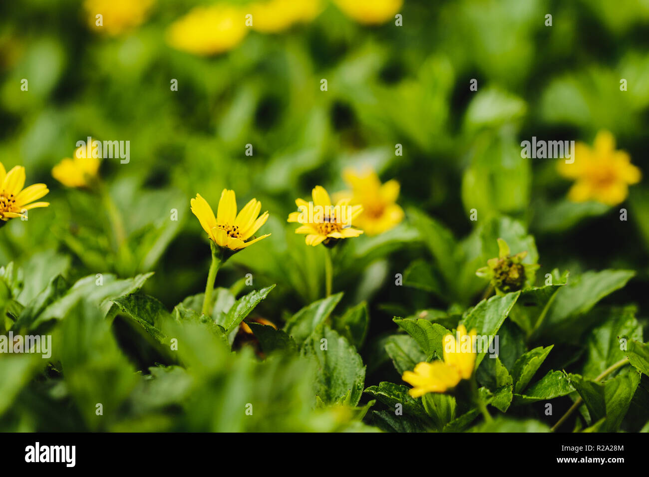 Thirds bloom hi-res stock photography and images - Alamy
