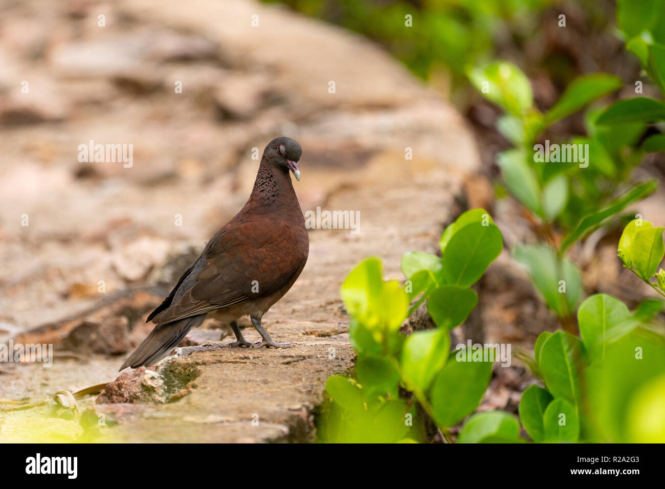 Seychelles Malagasy turtle dove Stock Photo - Alamy